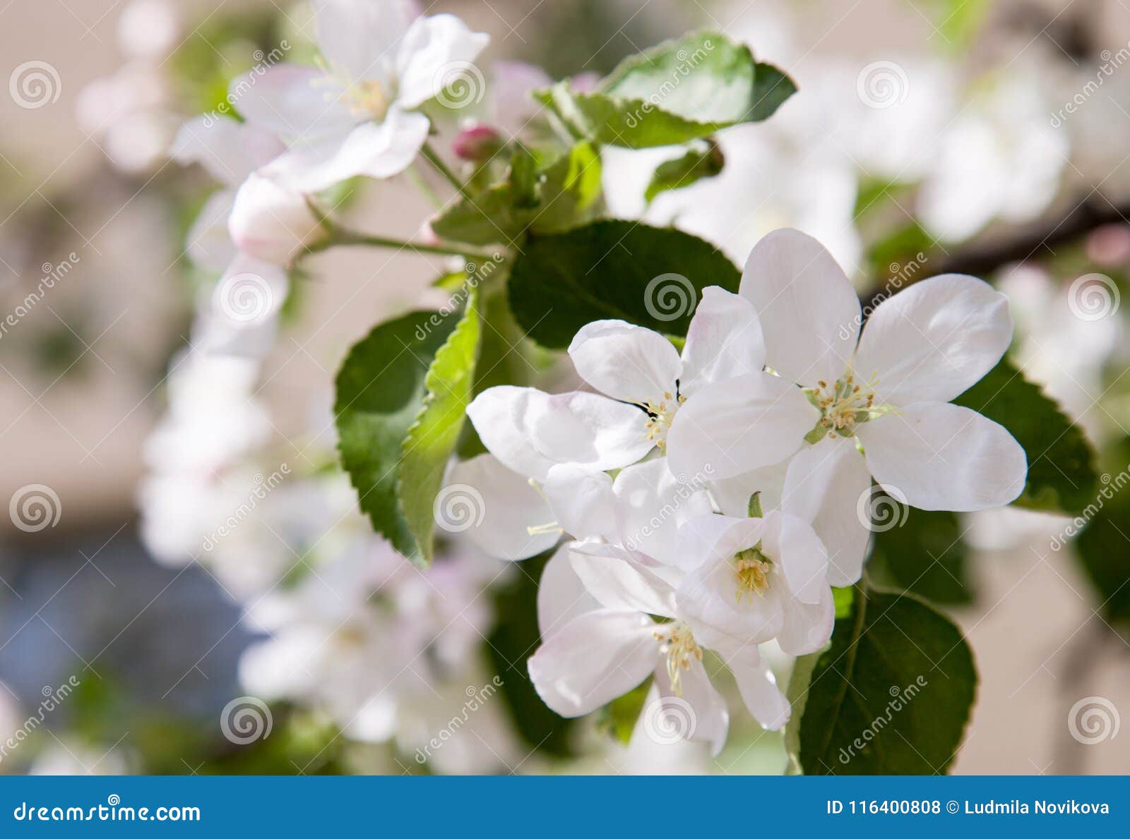 Spring apple orchard stock photo. Image of branch, petal - 116400808