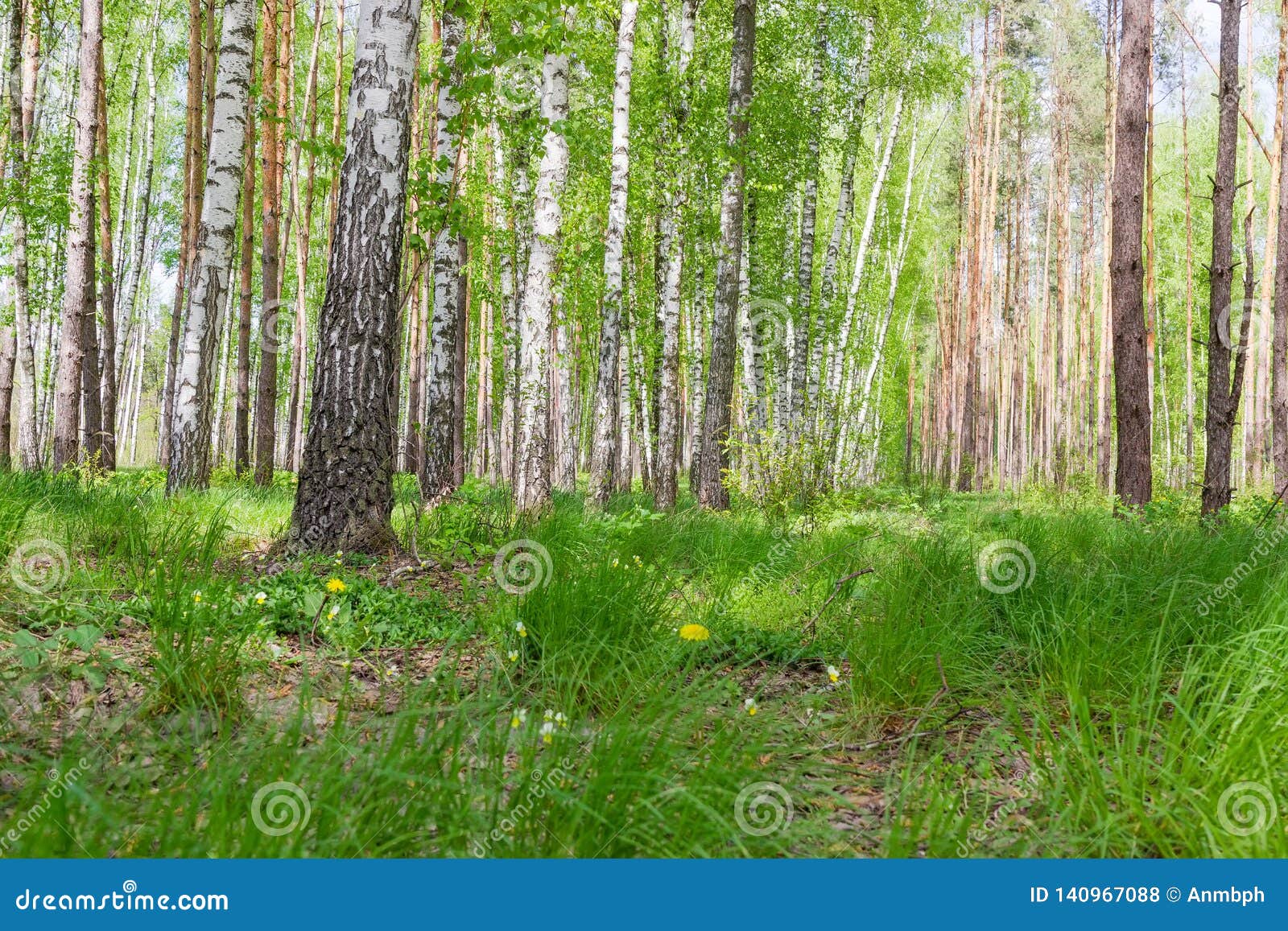 Fragment of the Spring Forest with Grass on a Foreground Stock Photo ...