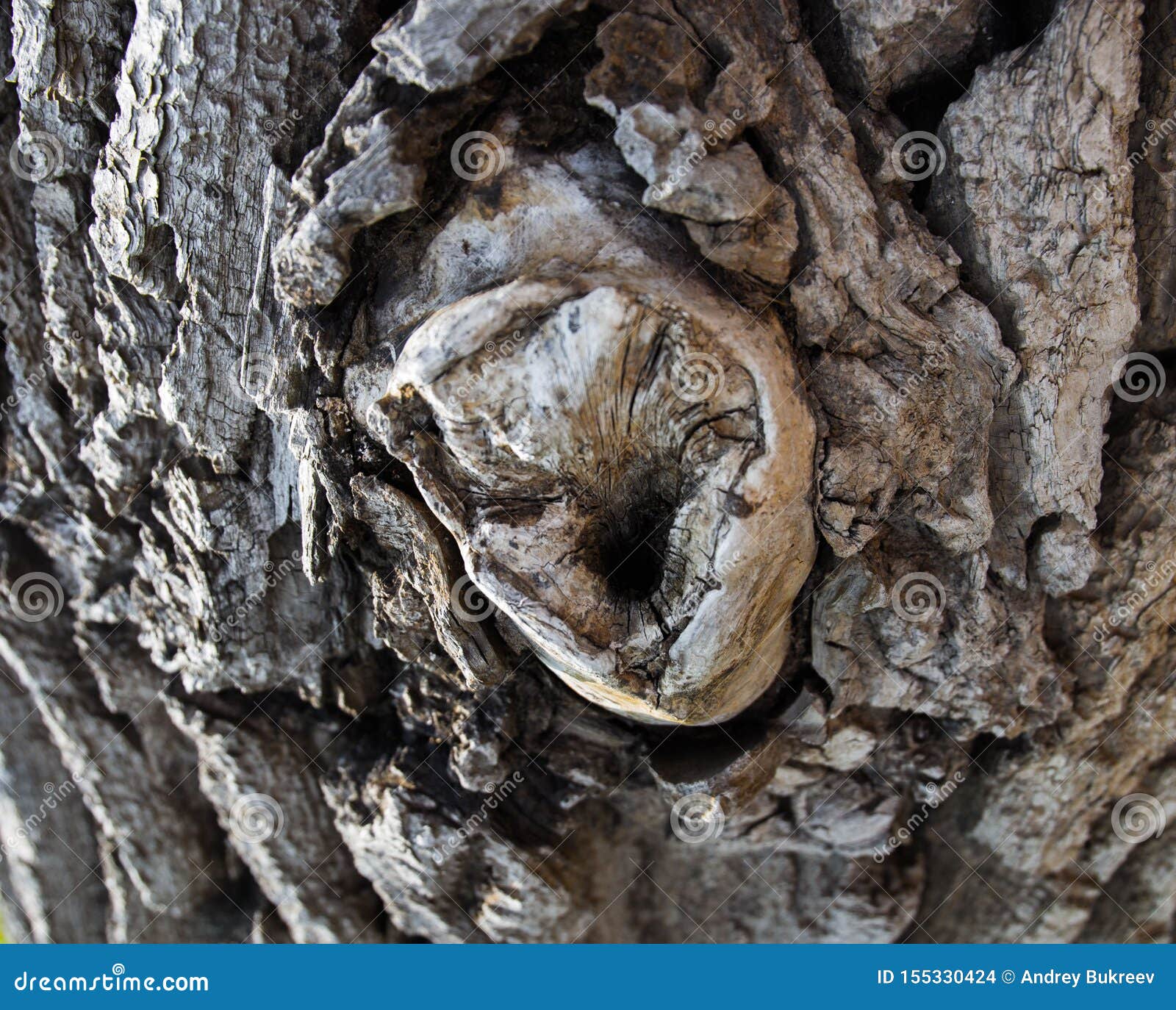 Crack on a Fragment of the Bark of an Old Tree Stock Photo - Image of ...