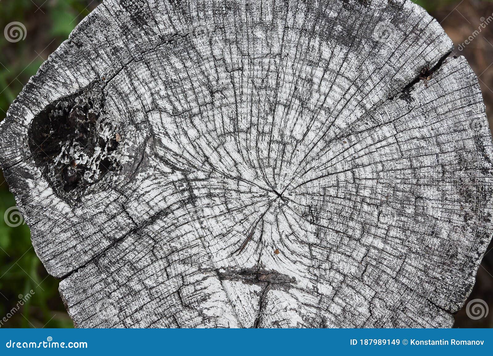 A Fragment of a Tree Cut with a Beautiful Texture Stock Image - Image ...