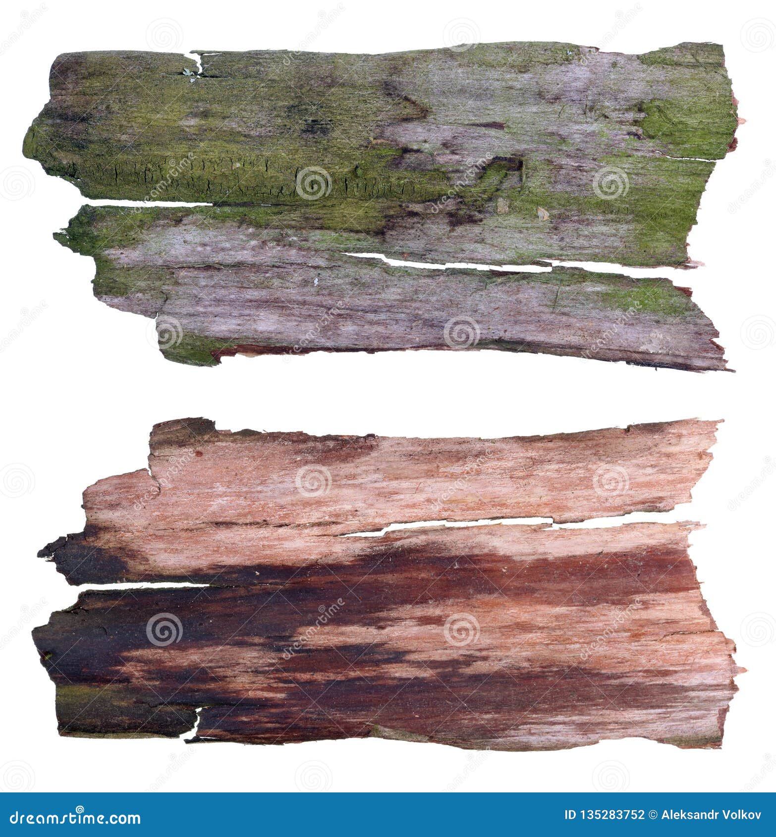 A Fragment of the Trunk of an Oak Tree in the Form of an Information ...