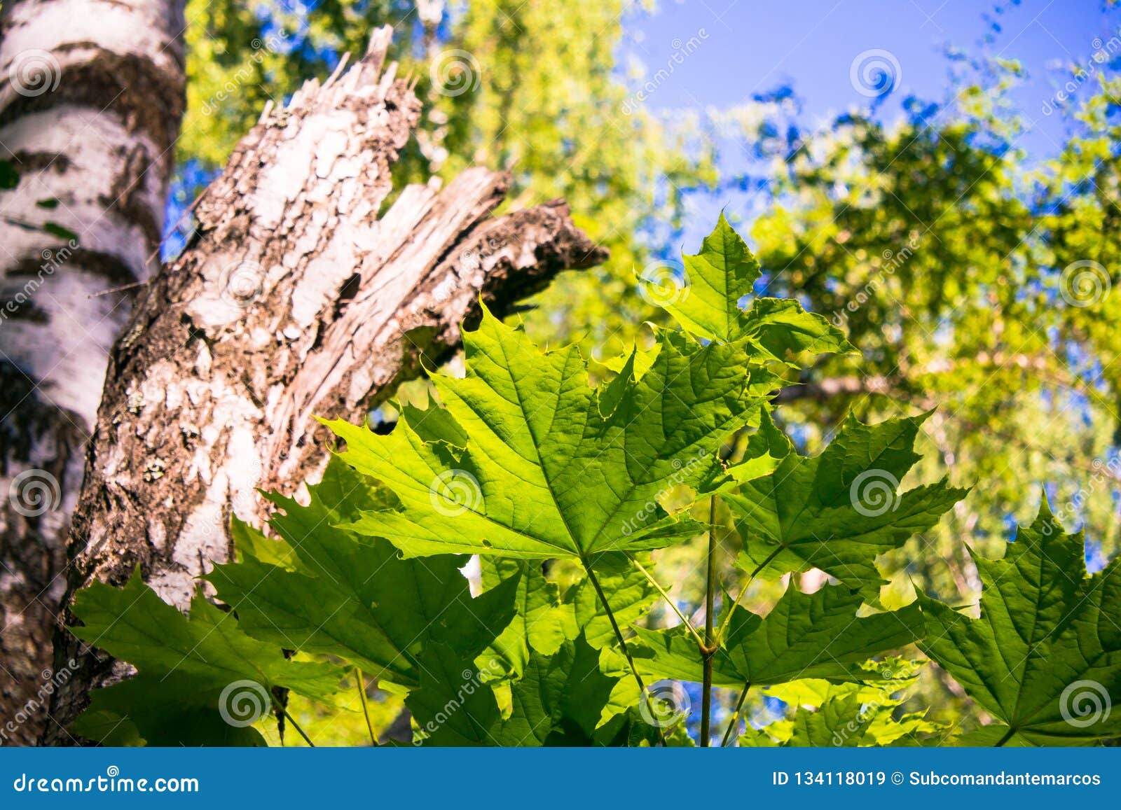 A Fragment of the Trunk of an Old Broken Birch Tree Framed by Maple ...