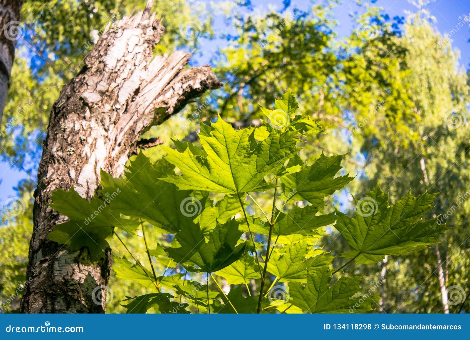 A Fragment of the Trunk of an Old Broken Birch Tree Framed by Maple ...