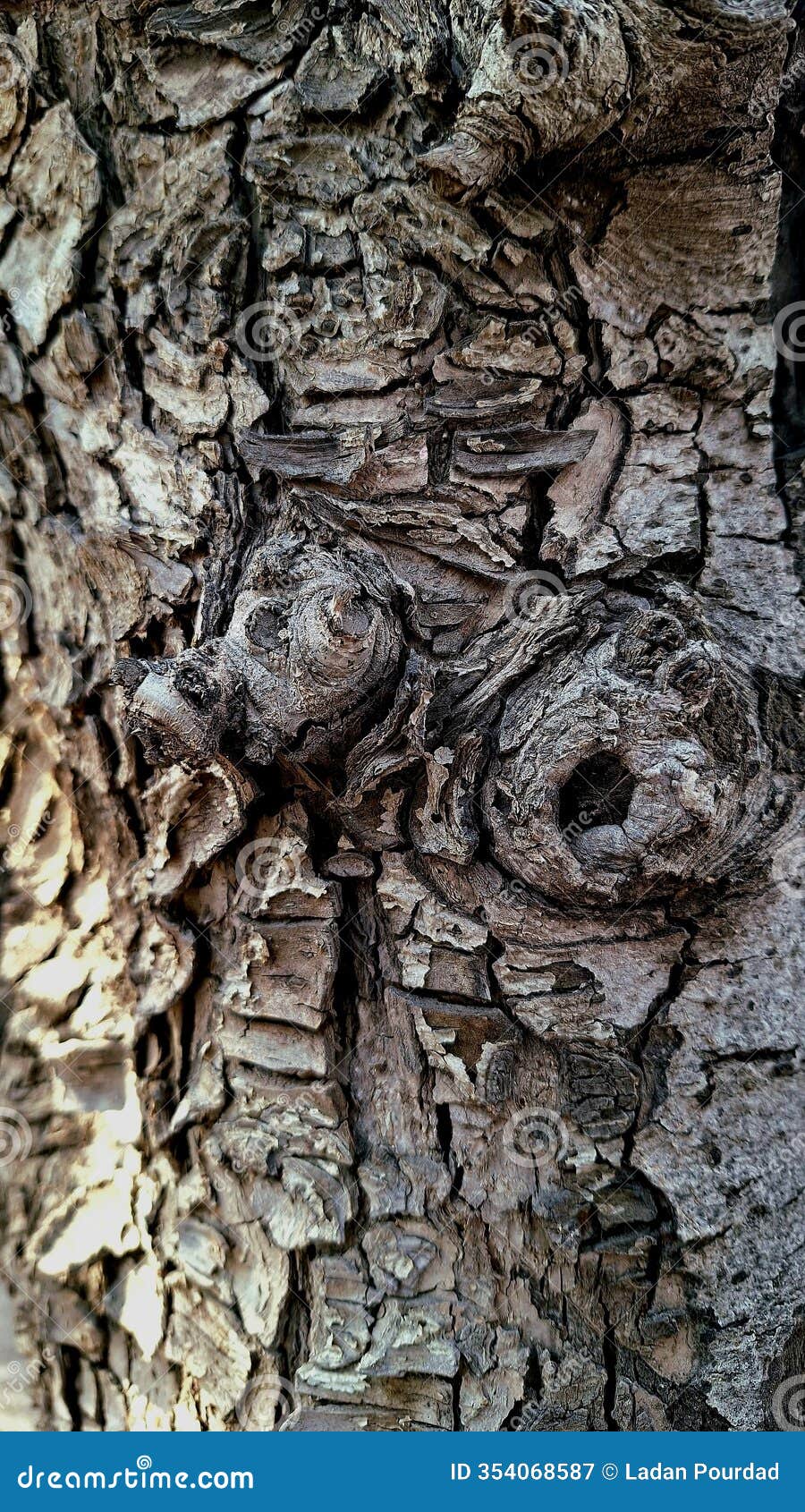 The Fragmented and Cracked Texture of a Tree Trunk with Bumps on it ...