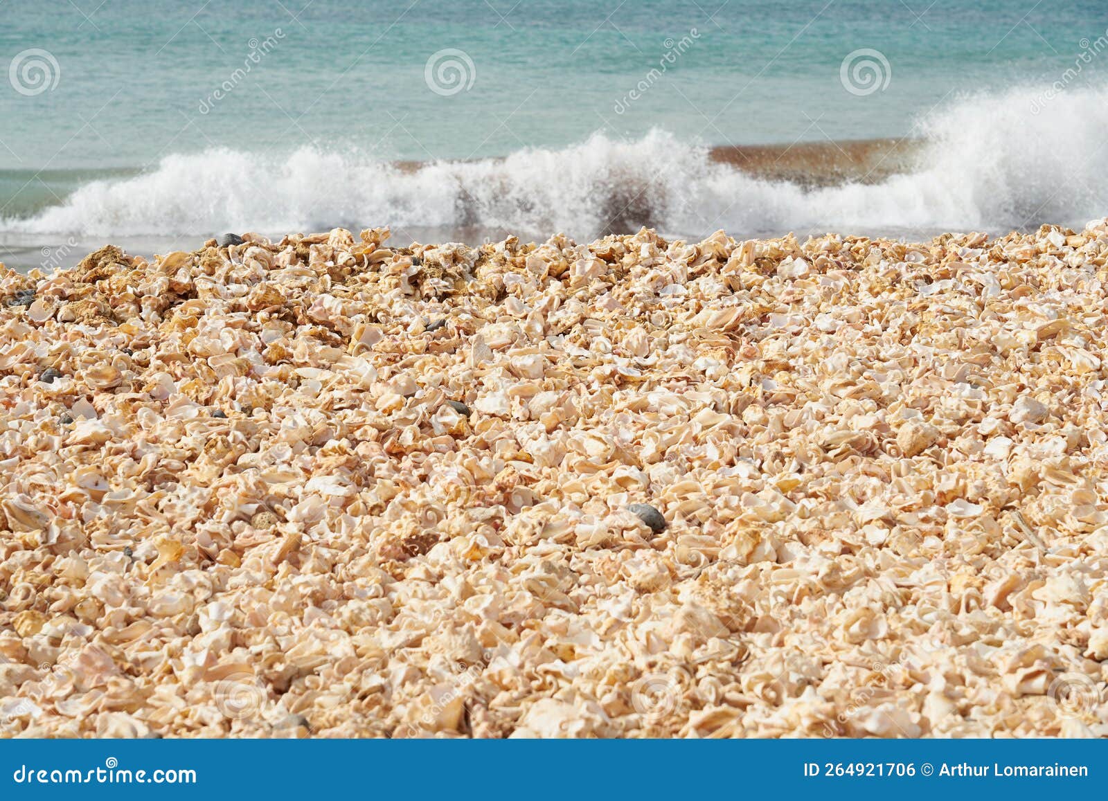 Fragments of Broken Shells with a Blurred Ocean with Waves in the ...