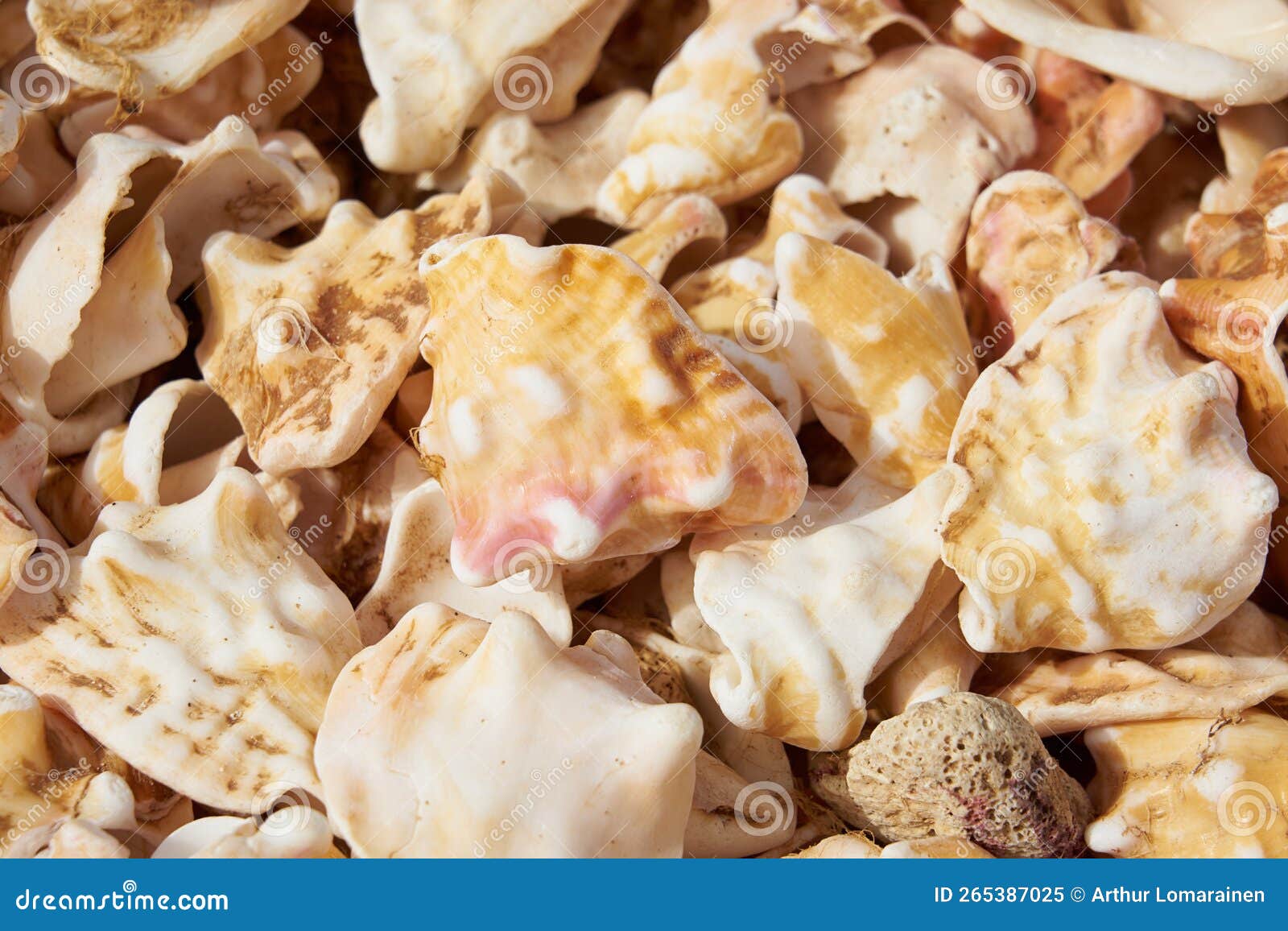 Fragments of Broken Shells on the Shores of the Atlantic Ocean As a ...