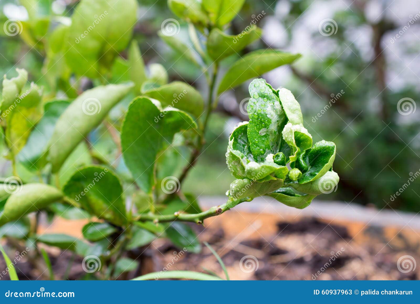 Fragments of Insect Molting Stock Image - Image of insect, molting ...