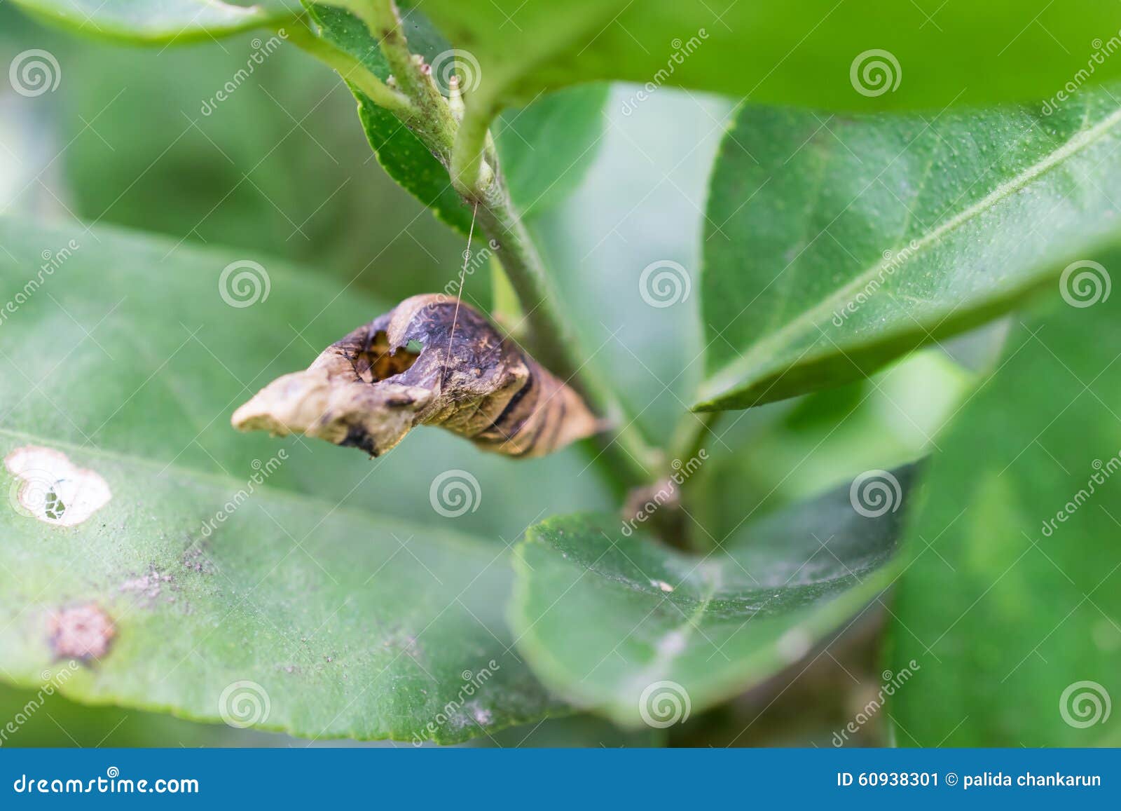 Fragments of Insect Molting Stock Image - Image of leaf, slough: 60938301
