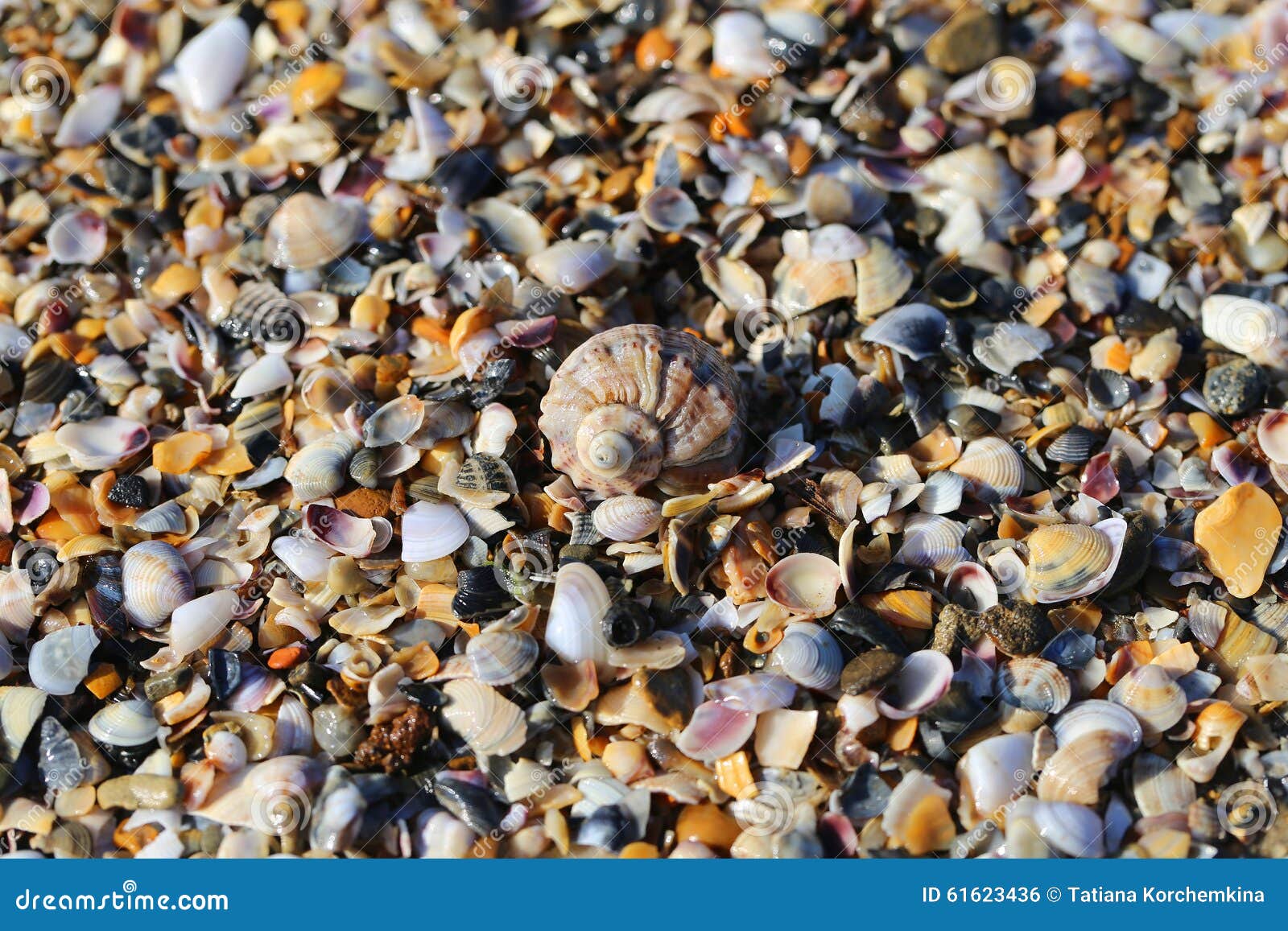Fragments of marine shells stock photo. Image of gift - 61623436