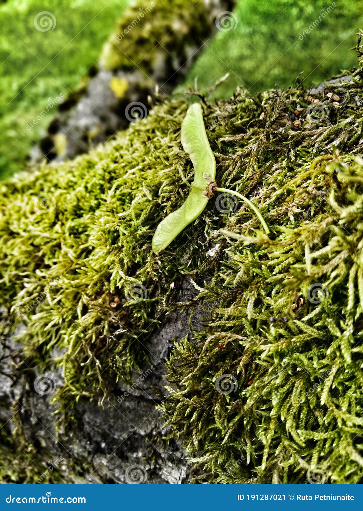 Fragments of nature stock image. Image of nature, woodland - 191287021