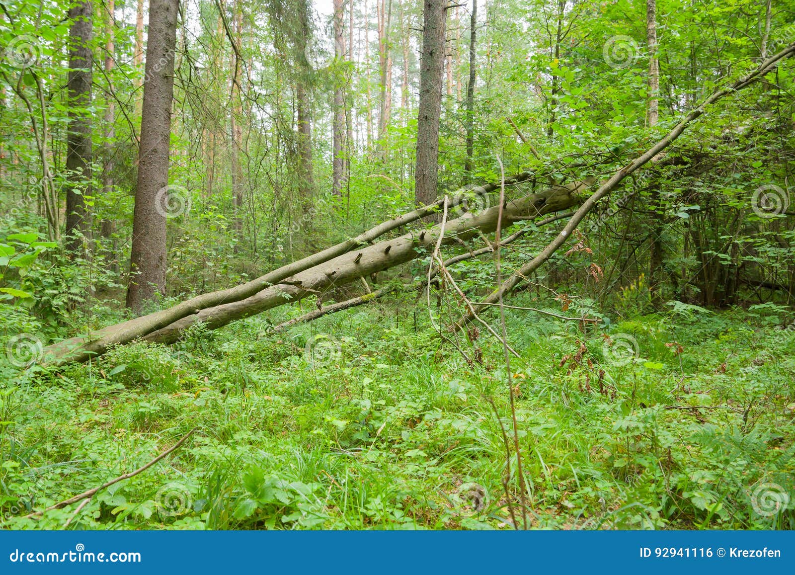 Fragments of Trees in the Forest Stock Photo - Image of strength ...