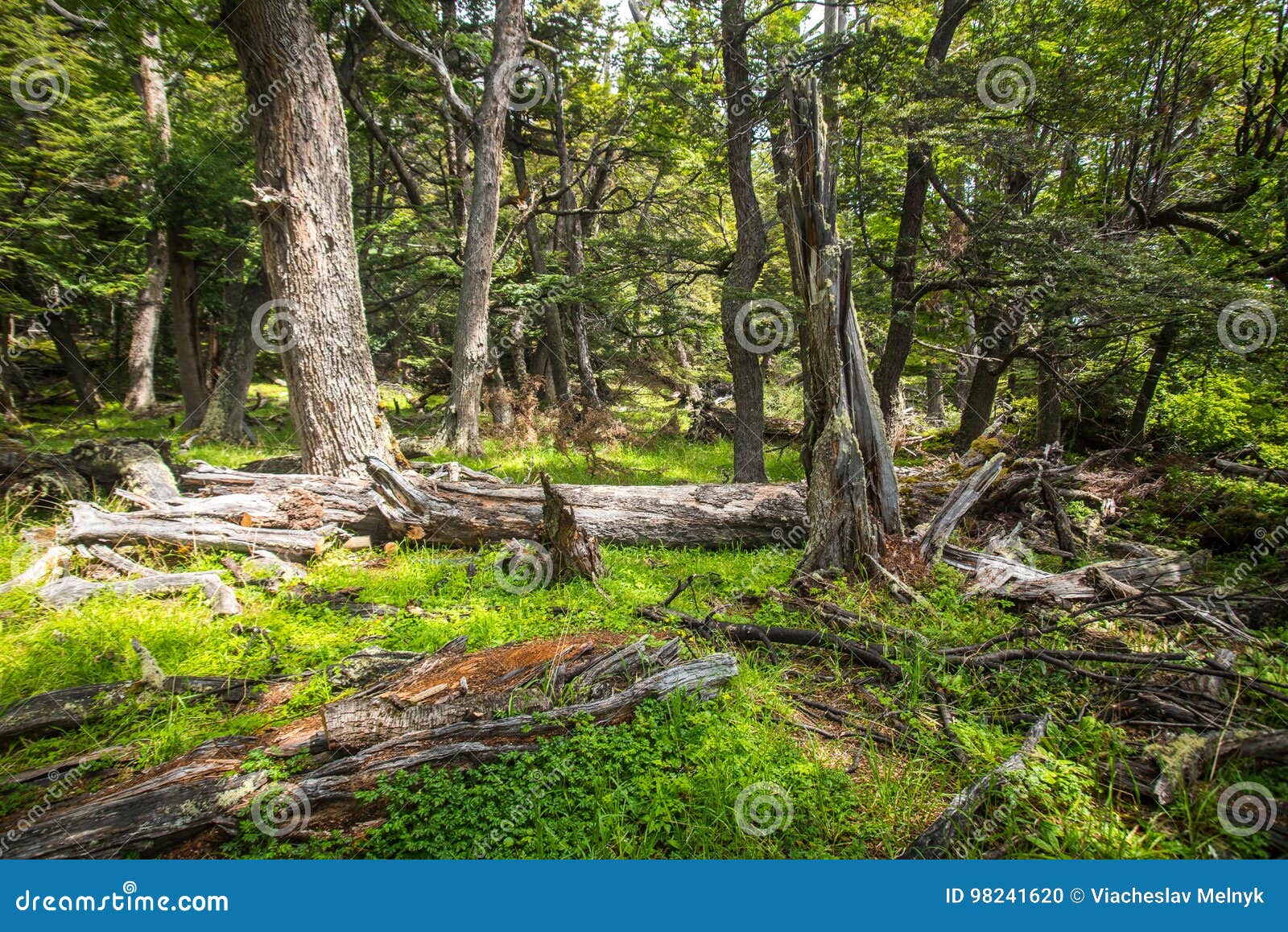 Fragments of Trees Lie on the Ground in the Forest. Shevelev. Stock ...