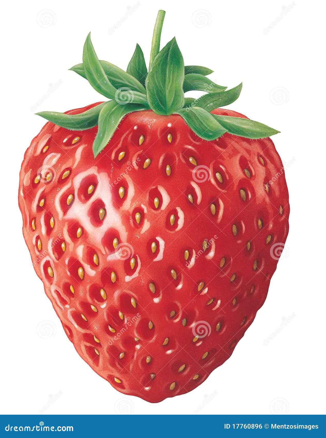 Fragola illustrazione di stock. Illustrazione di fresco - 17760896