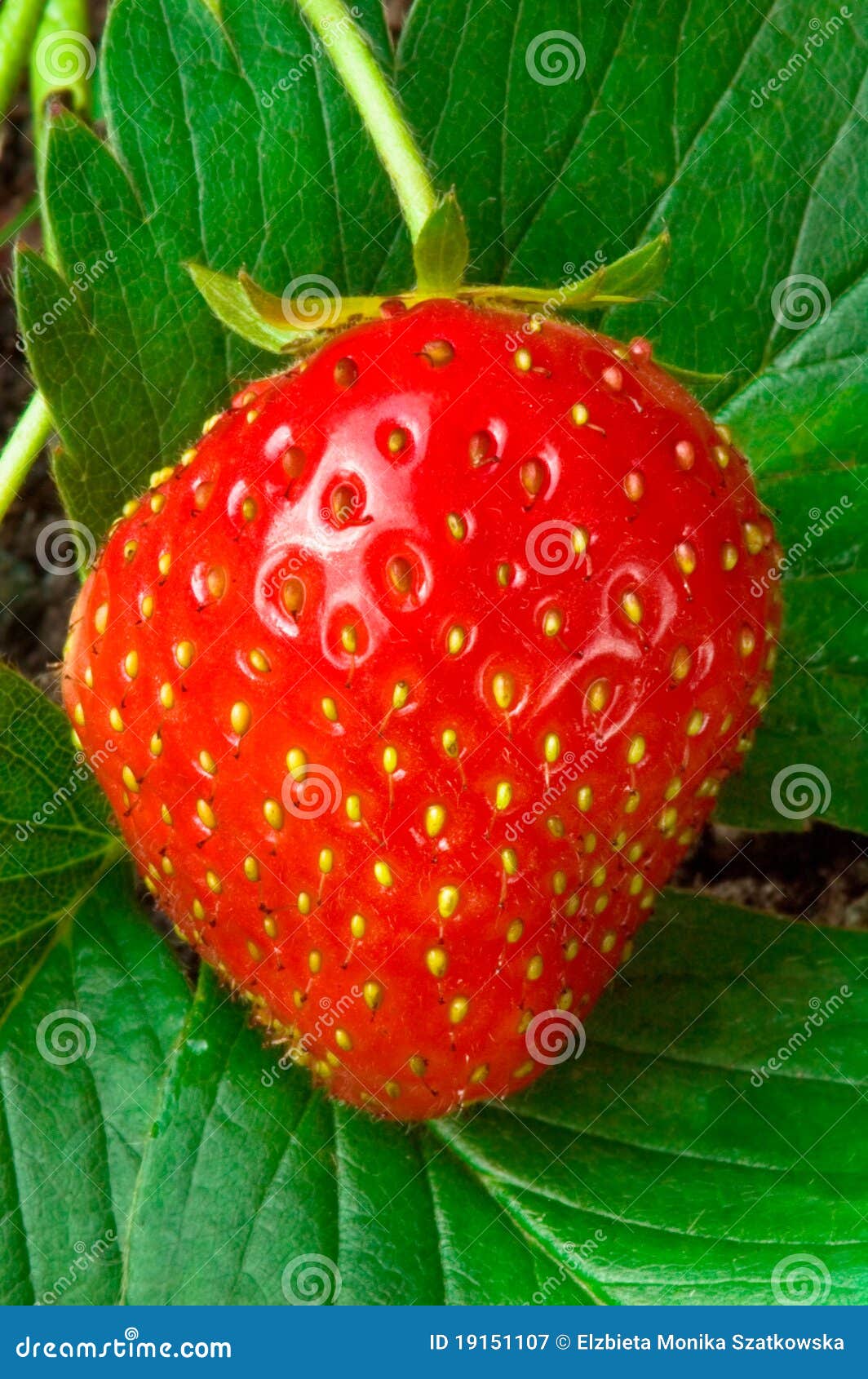 Fragola immagine stock. Immagine di maturo, drogheria - 19151107