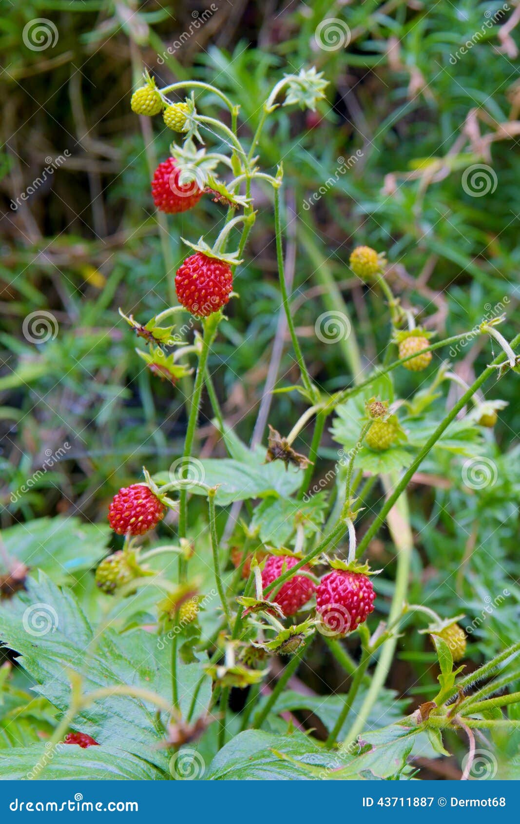 Fragole di bosco immagine stock. Immagine di rosso, squisito - 43711887