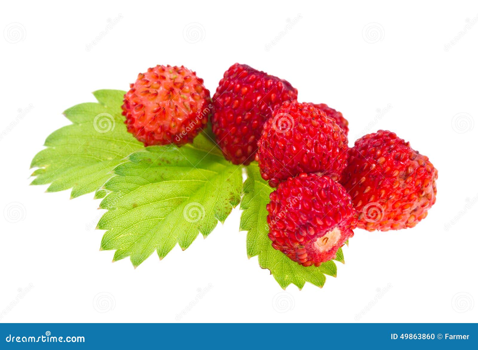 Fragole di bosco fotografia stock. Immagine di saporito - 49863860