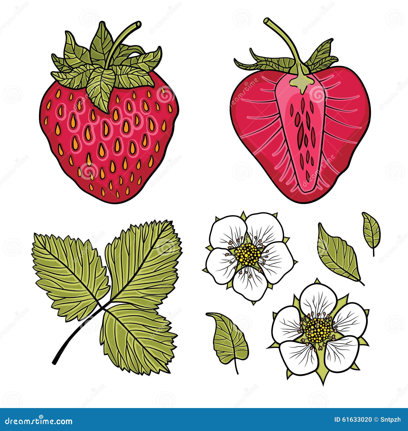 Fragole Isolate Disegno Stilizzato Del Grafico Illustrazione Vettoriale ...