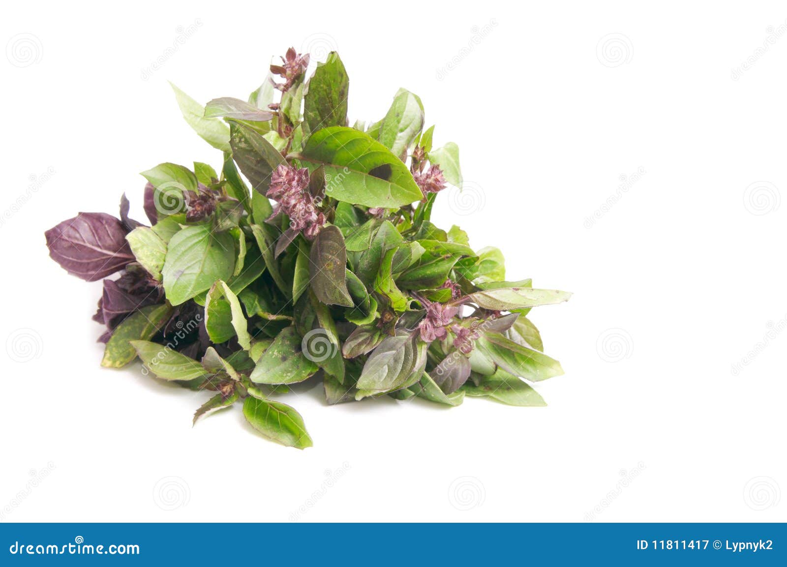 Fragrant basil on a white. stock image. Image of tasty - 11811417