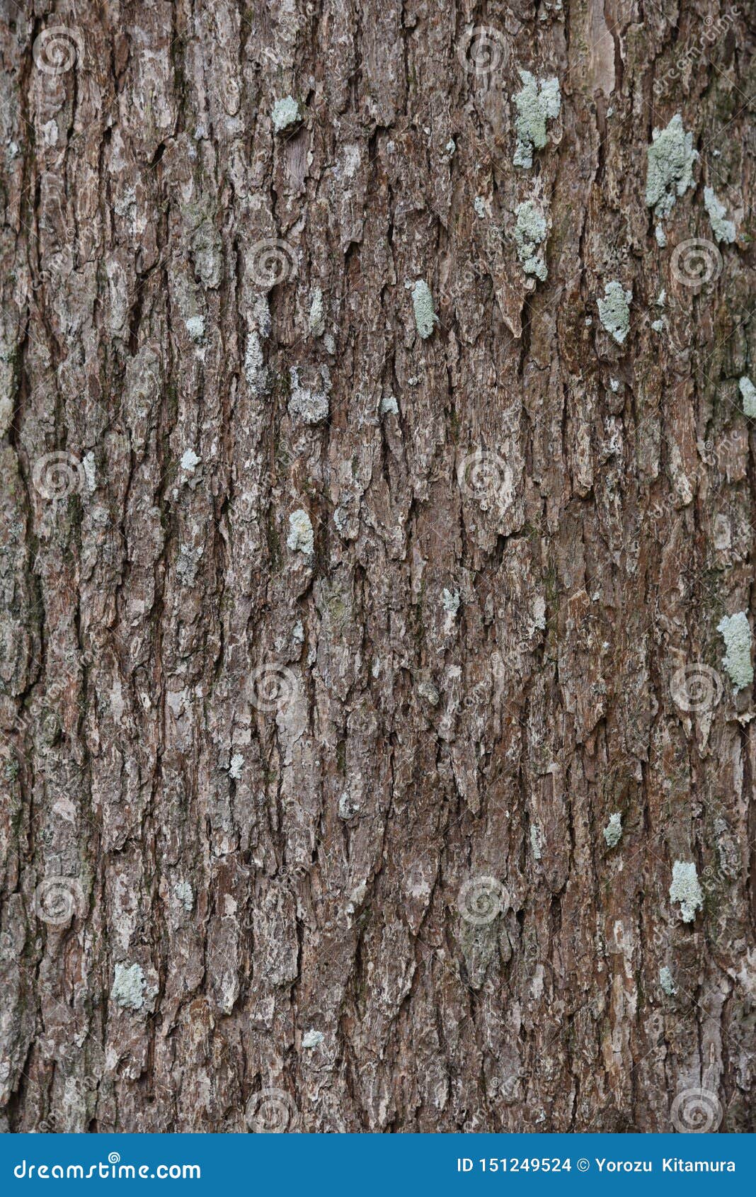 Camphor tree stock photo. Image of religion, branch - 151249524