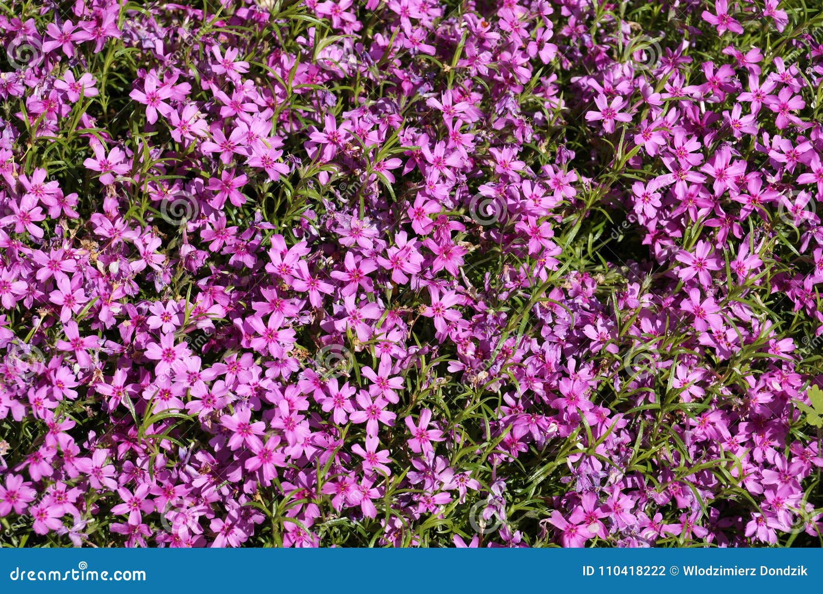 A Fragrant Carpet Made of Colorful, Tiny Spring Flowers Stock Photo ...