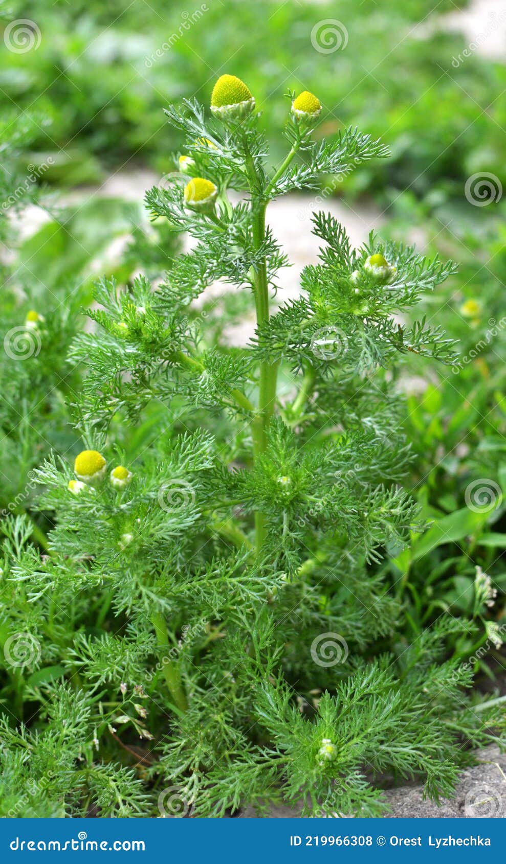 Fragrant Chamomile Matricaria Discoidea Grows in Nature Stock Photo ...