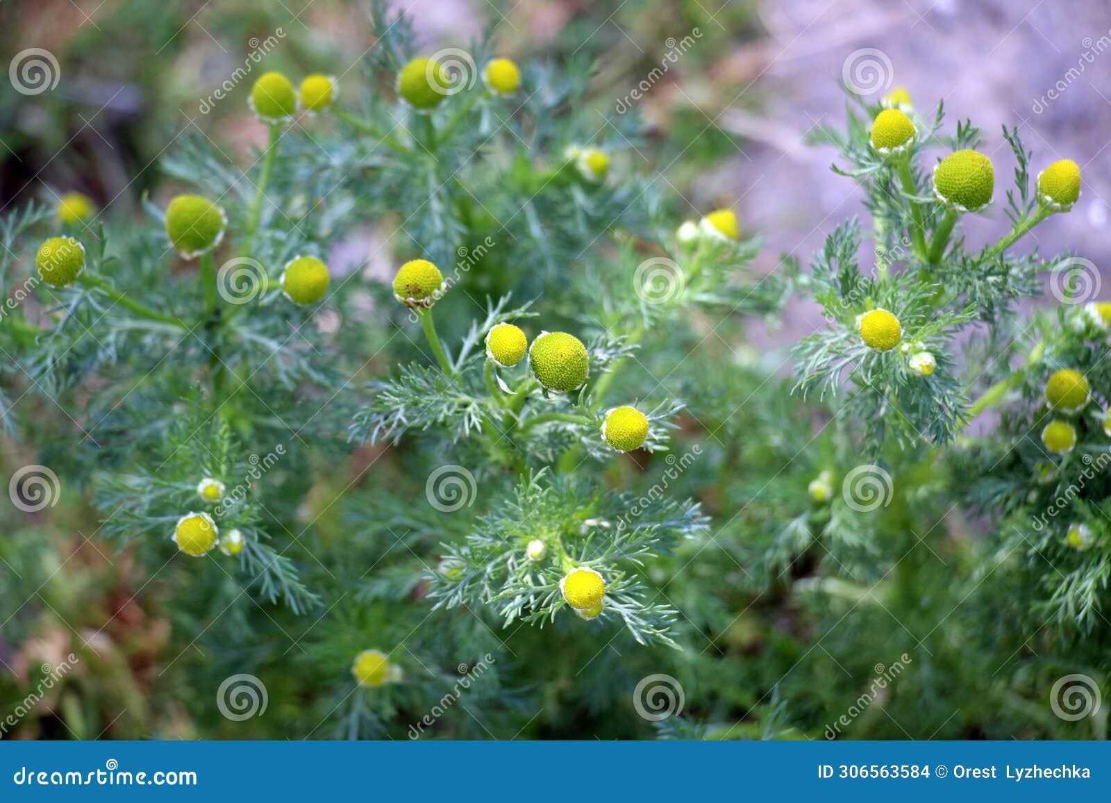Fragrant Chamomile (Matricaria Discoidea) Grows in Nature Stock Photo ...