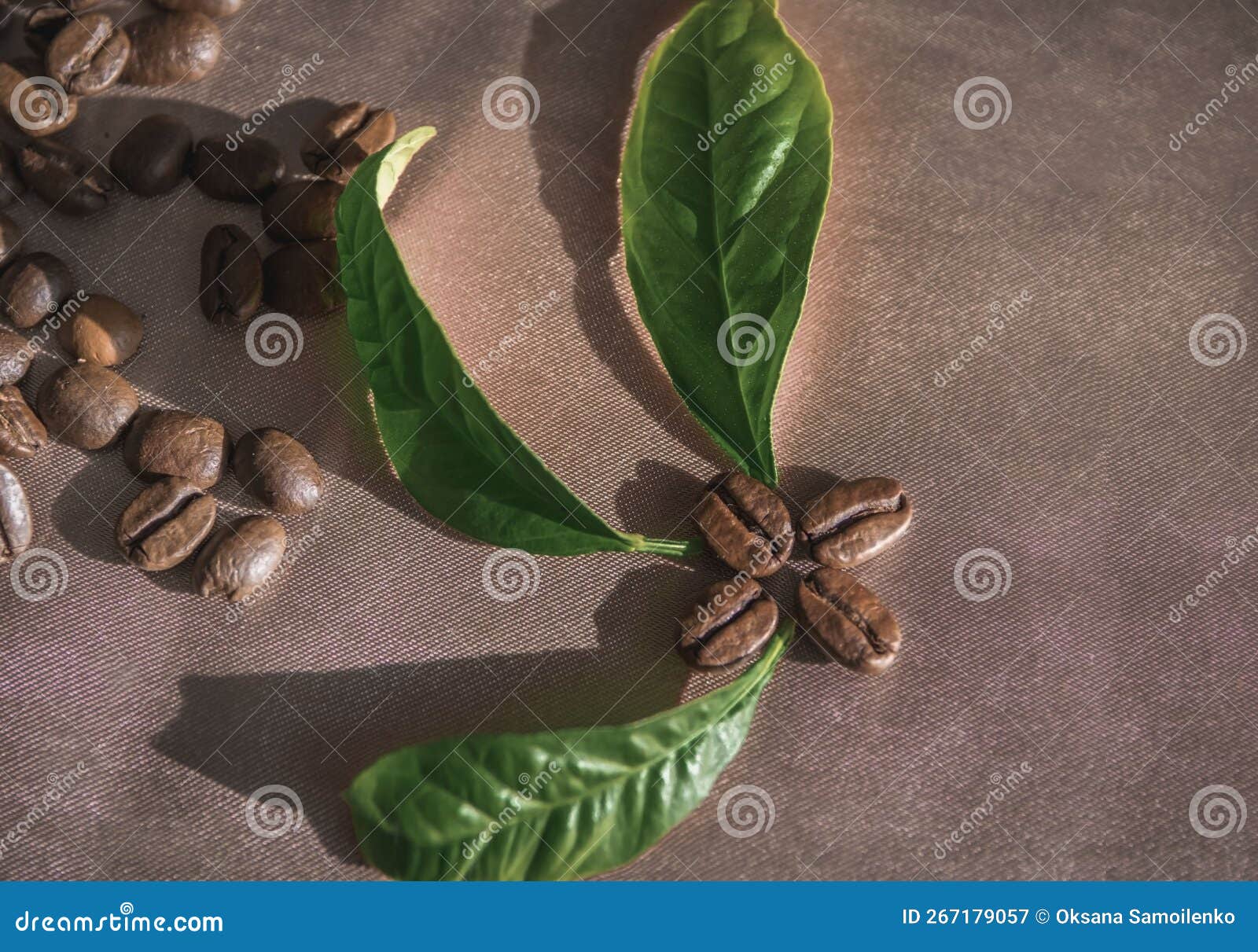 Fragrant Coffee Beans are Scattered in the Form of a Floral Pattern ...