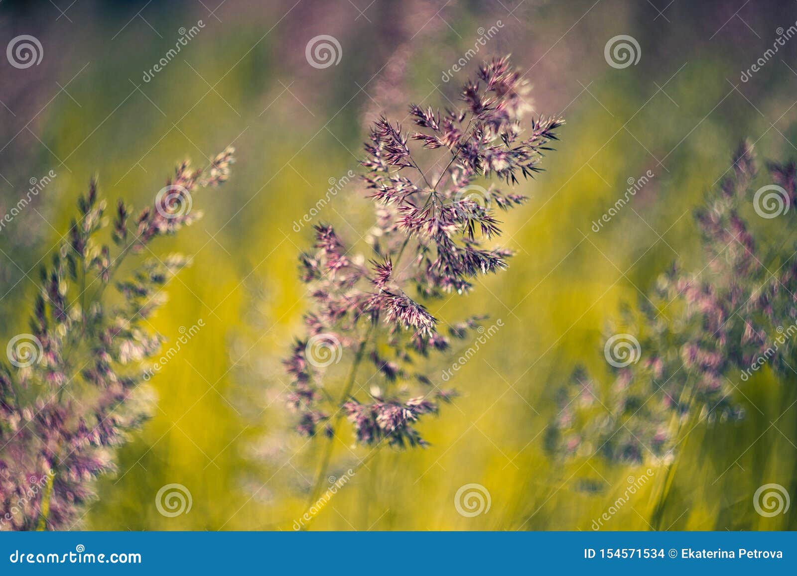 Fragrant Ear and Meadow Bluegrass Close-up. Flowering Grass of the ...