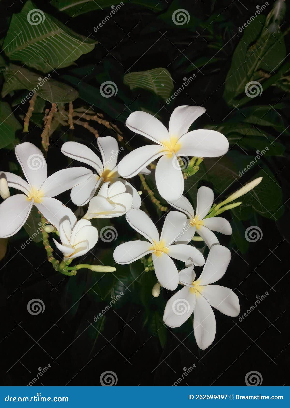 A Fragrant Flower,capturing at Night Stock Image - Image of flowers ...