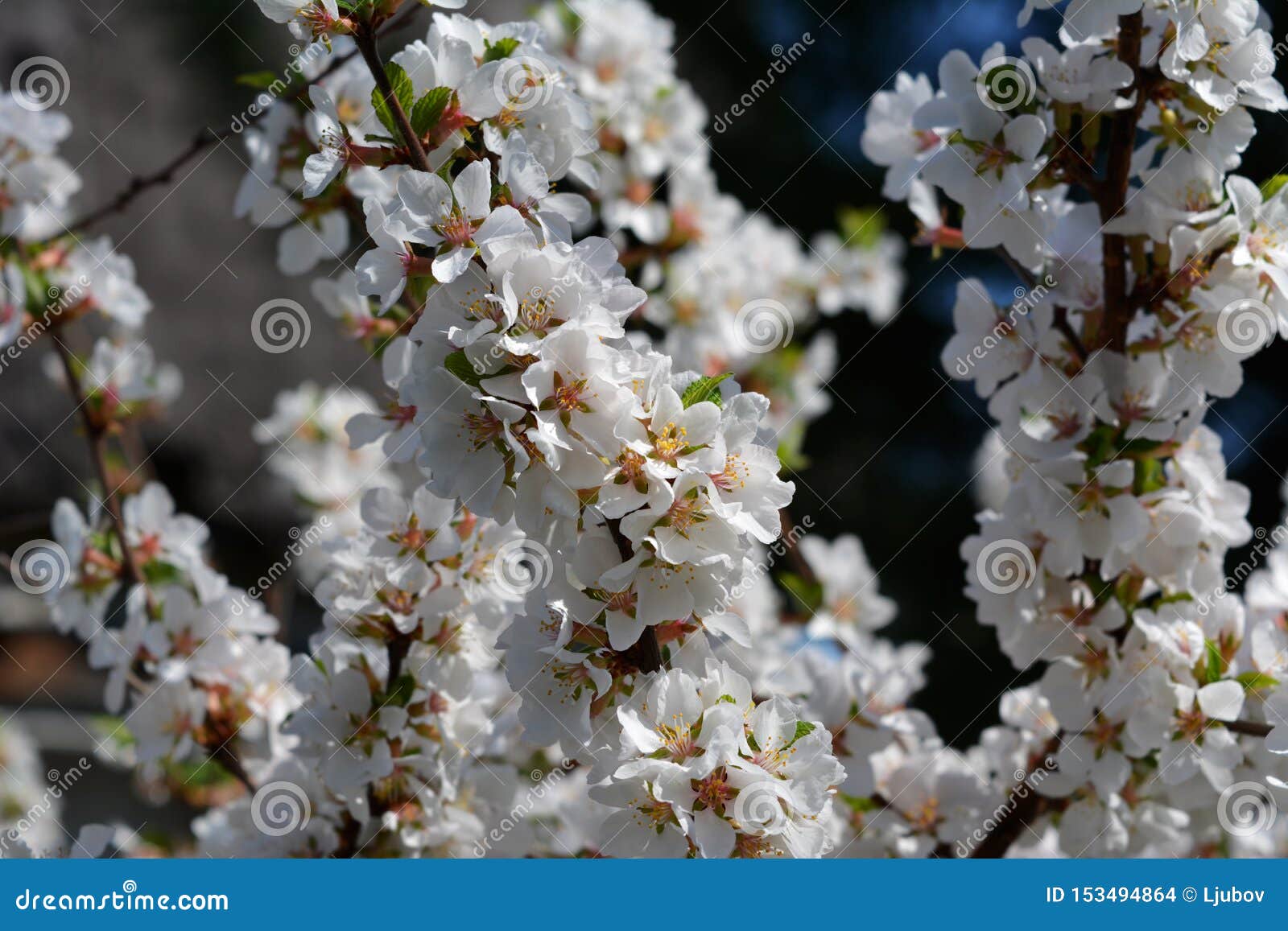 Fragrant Flowers of Nanking Cherry. Blooming Shrub in Spring Garden ...