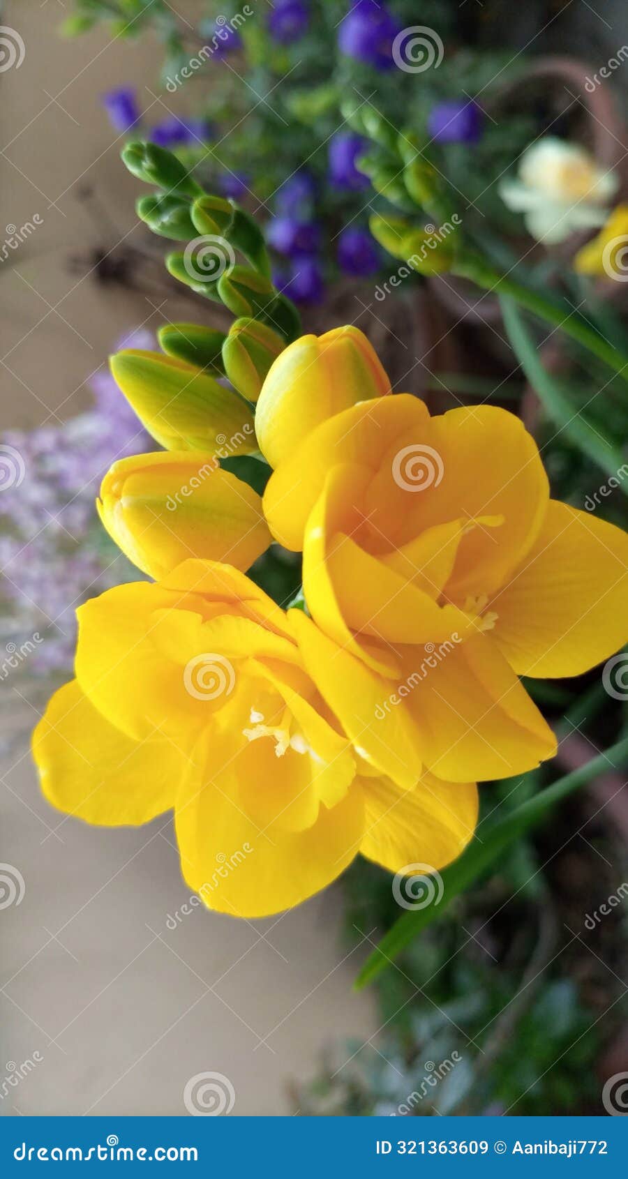 Fragrant Freesia Yellow Flowers Stock Image - Image of nature, freesia ...