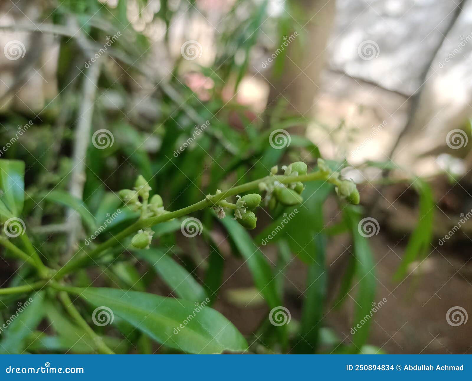 Zodia Tree Stock Photos - Free & Royalty-Free Stock Photos from Dreamstime