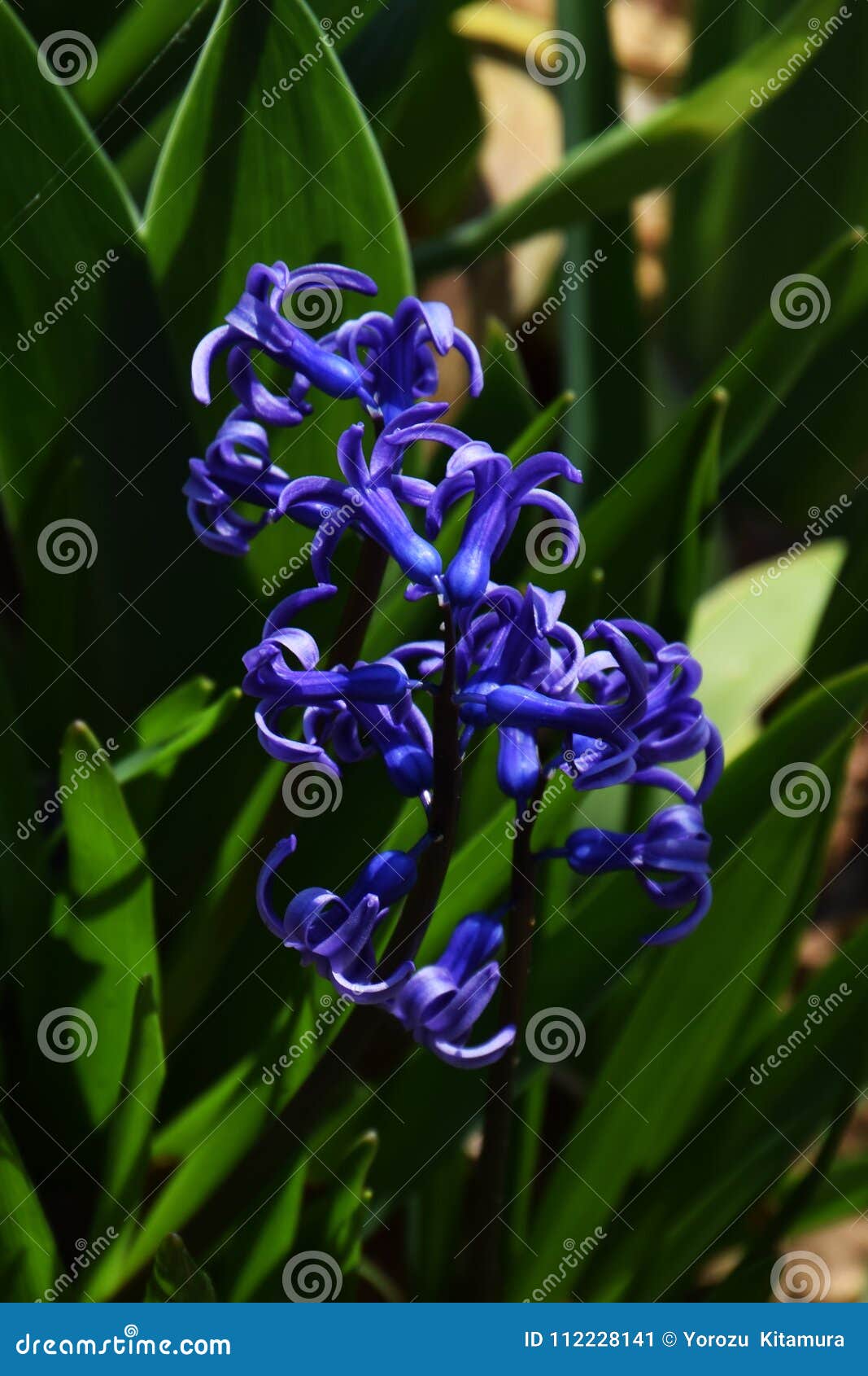 Hyacinth stock image. Image of origin, leaf, light, nature - 112228141
