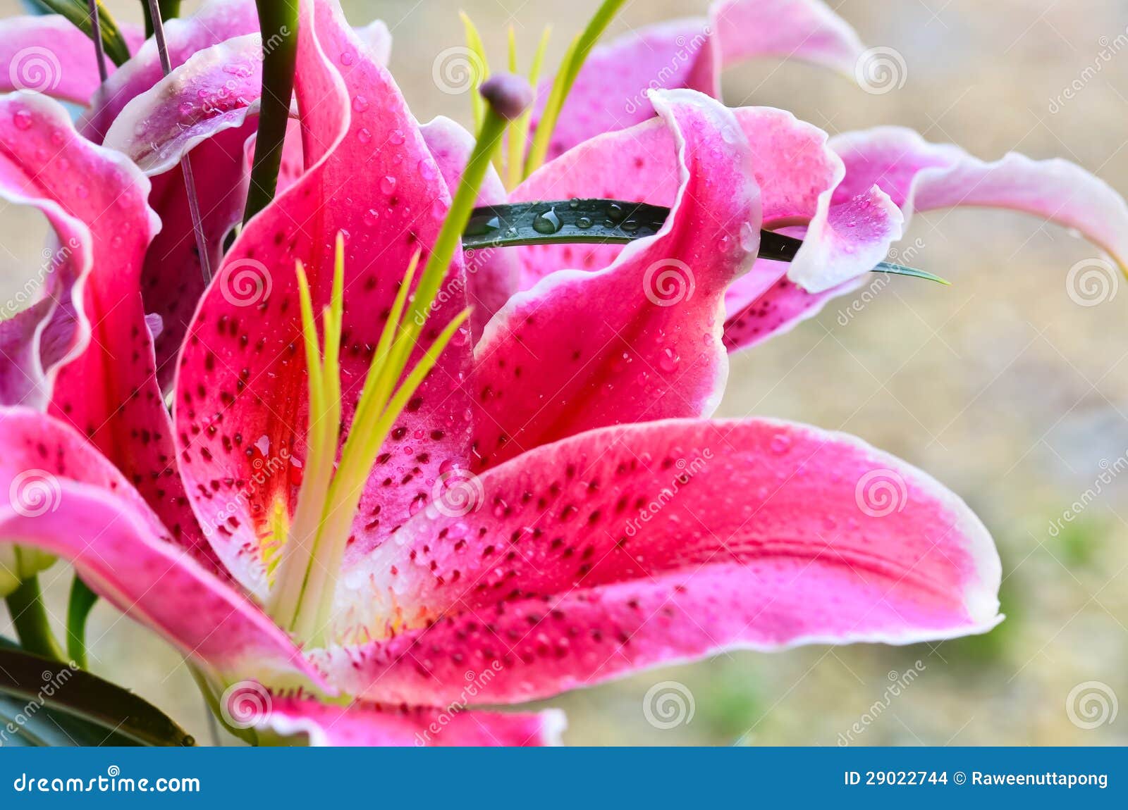 Fragrant lilies and water. stock photo. Image of pollen - 29022744