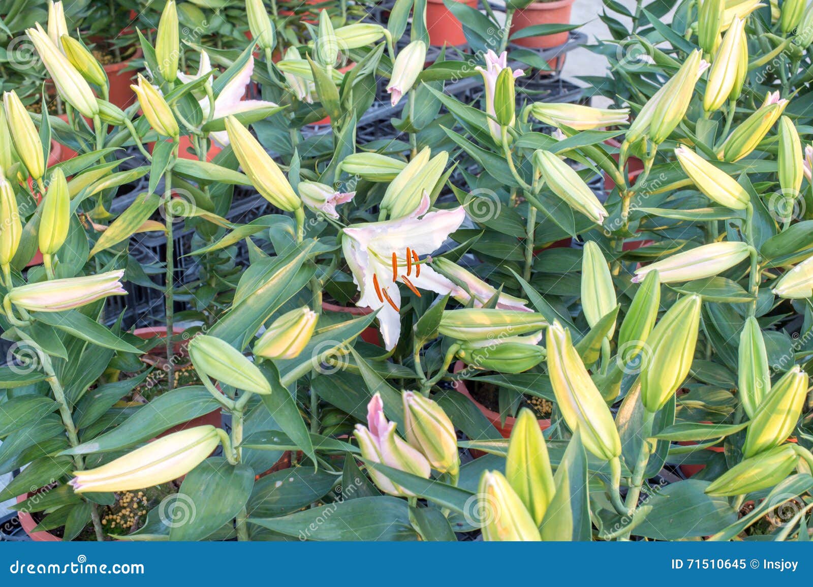 Fragrant Lily(Oriental Hybrids) Stock Image - Image of elegant, blossom ...