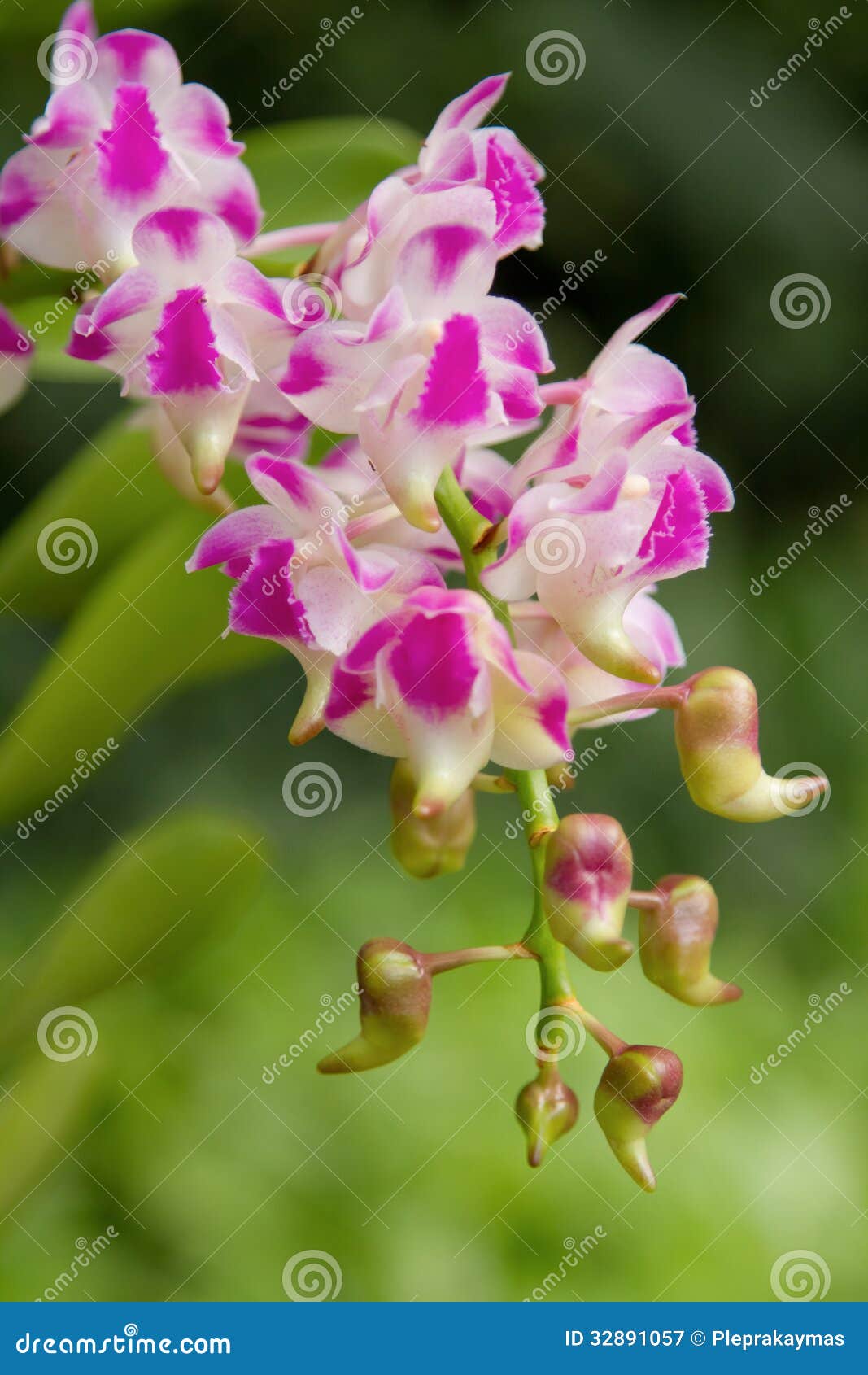 Fragrant Orchid ;Aerides Orchid Stock Image - Image of branch, tropical ...