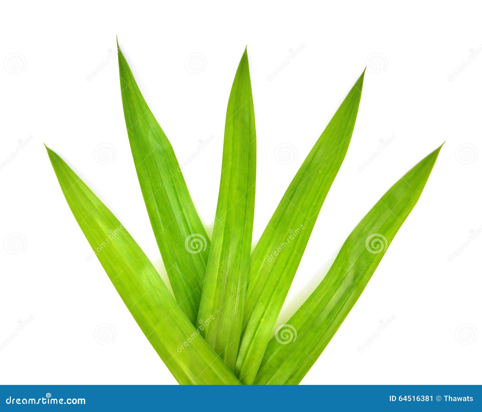 Fragrant Pandan Tree Roots Stock Photo | CartoonDealer.com #209754672