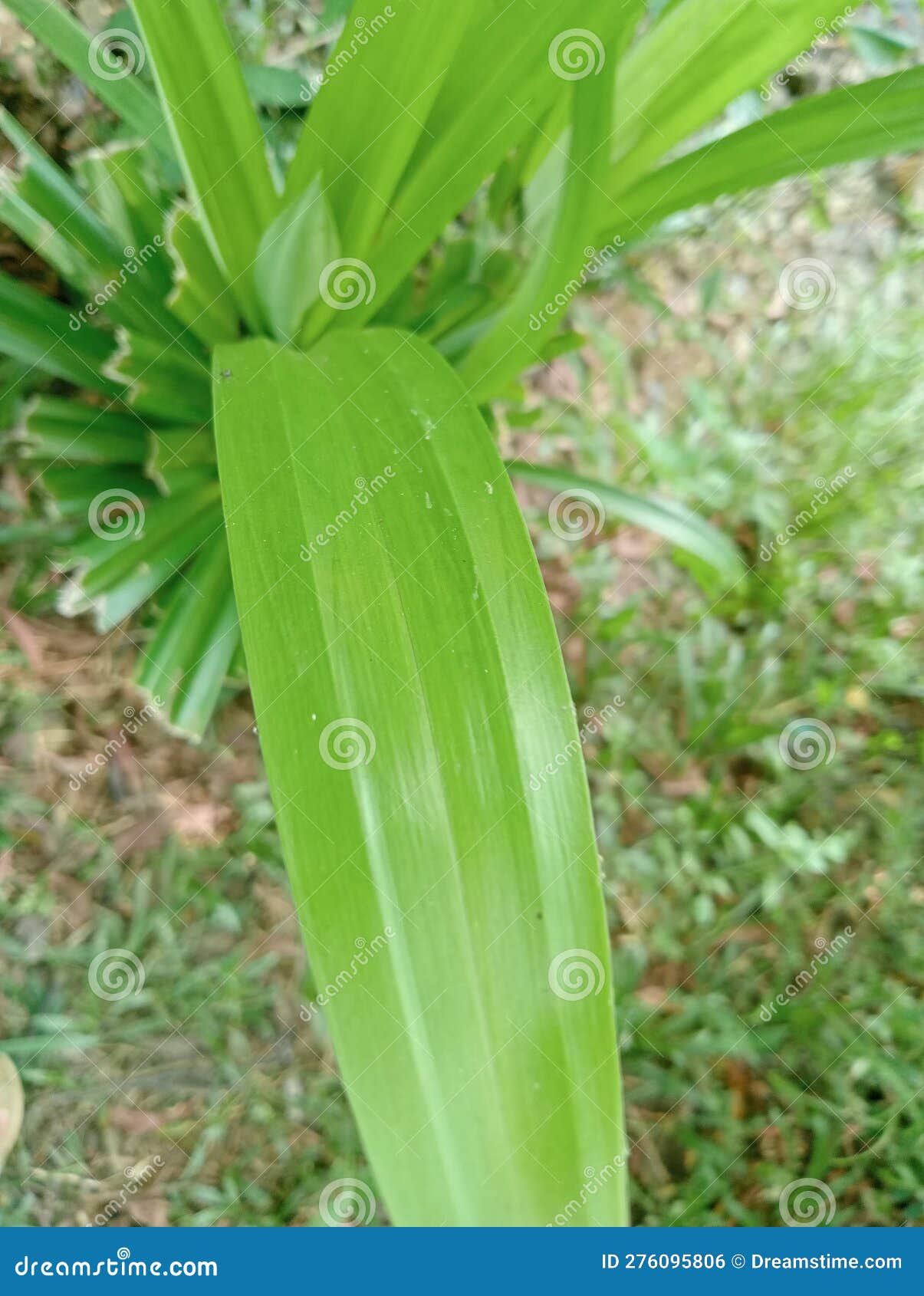 Fragrant pandan leaves stock photo. Image of closeup - 276095806