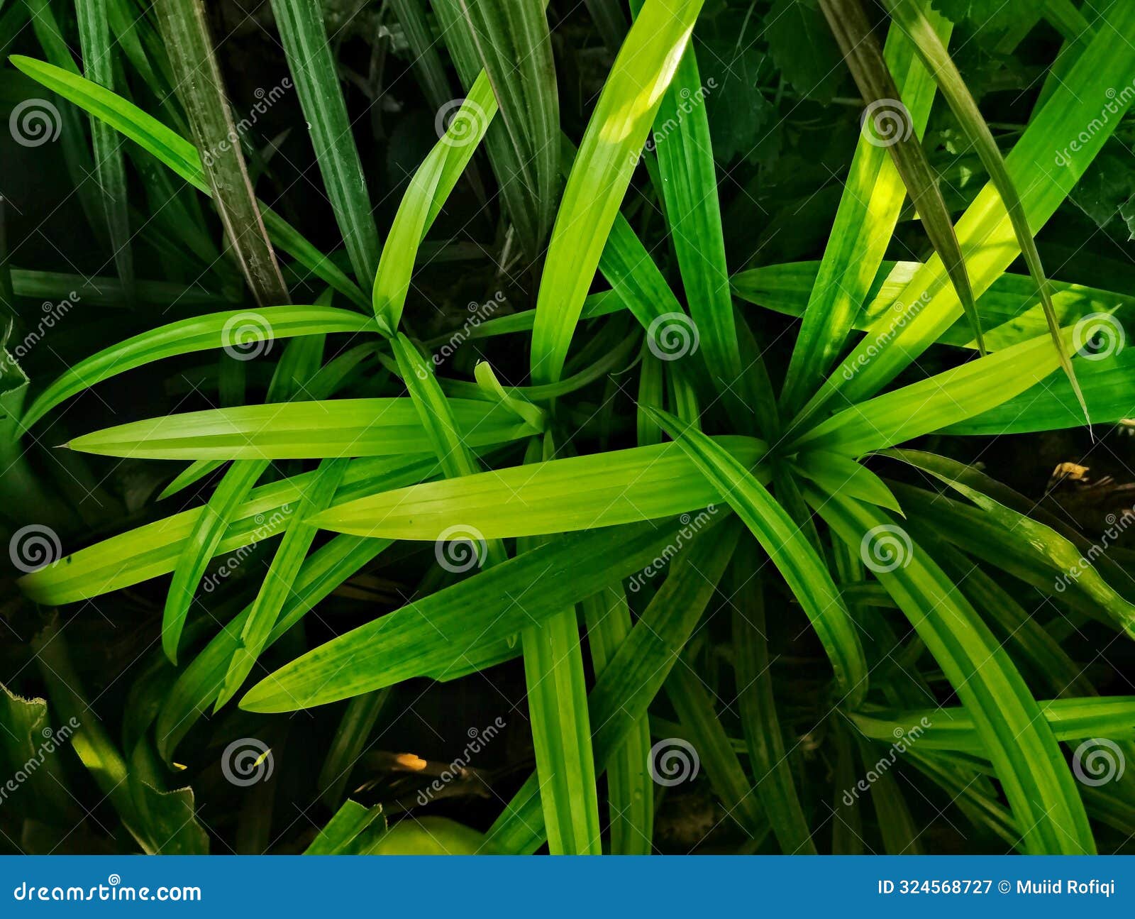 Fragrant Pandan or Pandan Leaves Grow in Home Gardens Stock Image ...