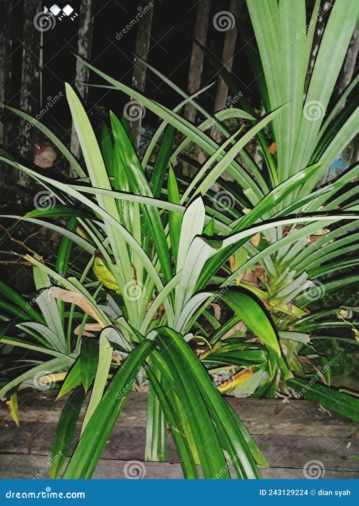 This is a Fragrant Pandan Plant Stock Photo - Image of shrub ...