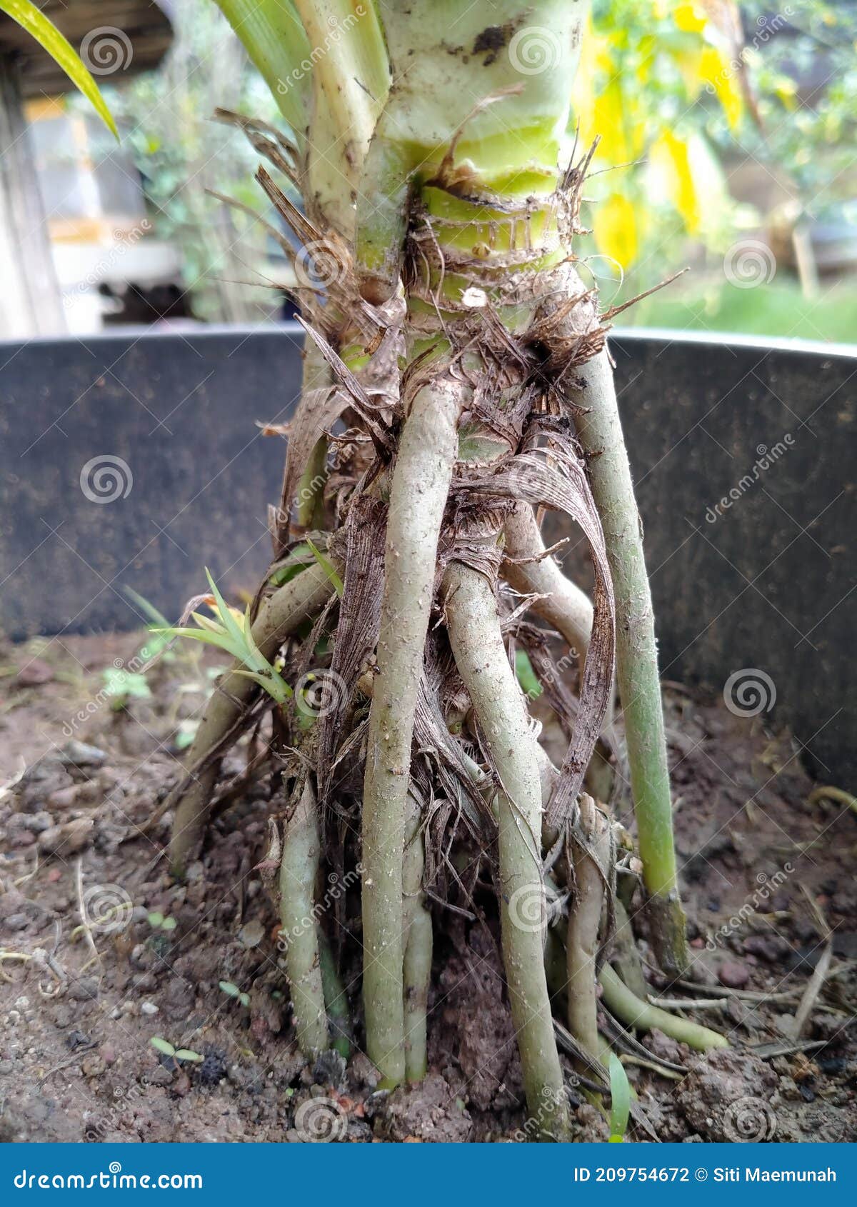 Fragrant Pandan Tree Roots Stock Photo | CartoonDealer.com #209754672