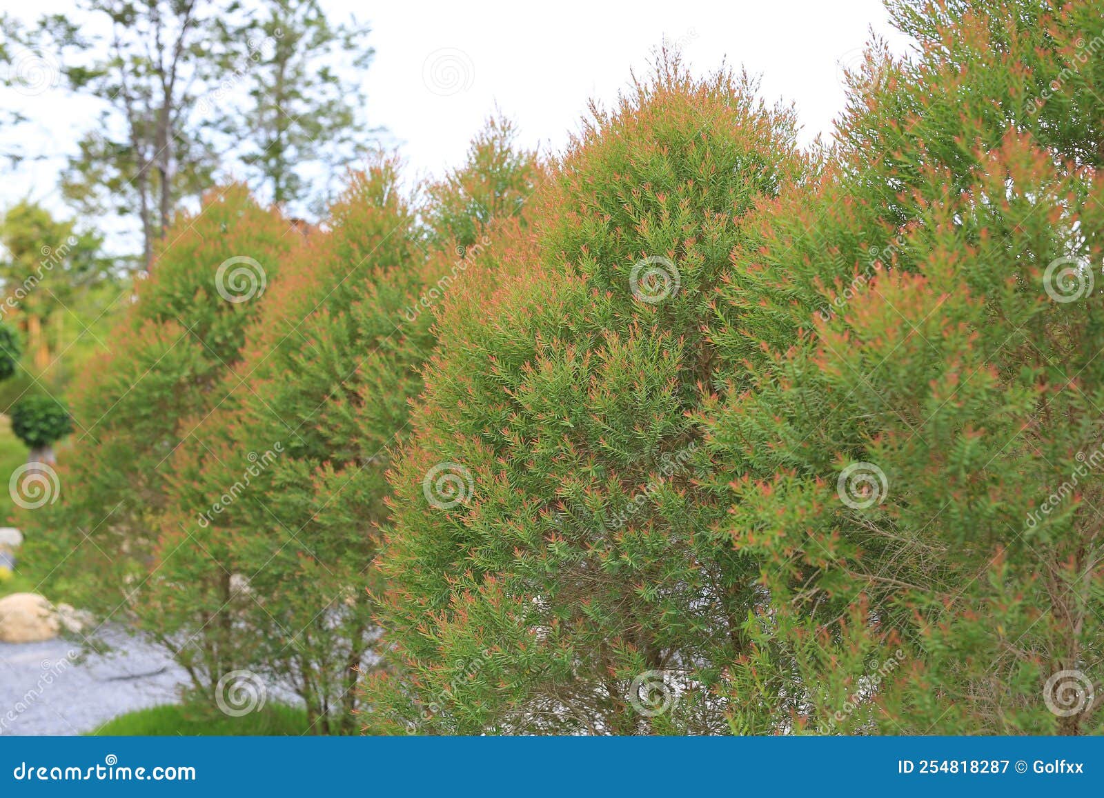 Fragrant Screw Pine Or Kewra Or Kevda Pandanus Odorifer Trees Stock ...