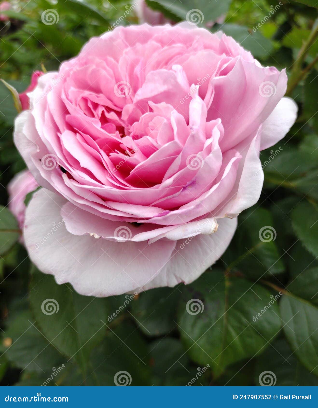 Fragrant Pink Rose Flowerhead Stock Photo - Image of fragrant, close ...
