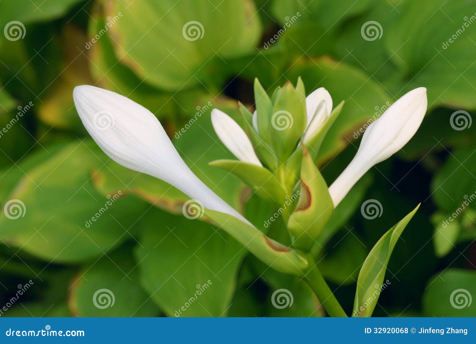 Fragrant plantain lily stock photo. Image of anthotaxy - 32920068