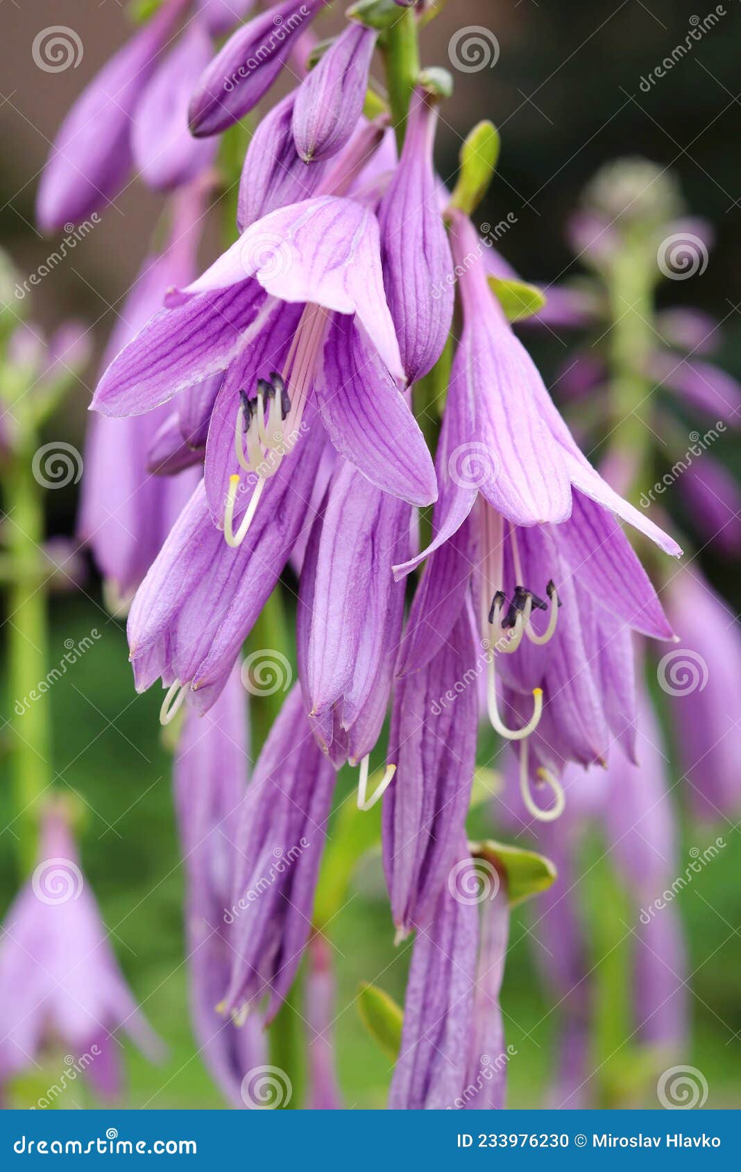 Fragrant Plantain Lily Hosta Plantaginea Stock Photo - Image of flower ... Fragrant Plantain Lily Hosta Plantaginea Stock Photo - Image of flower ...
