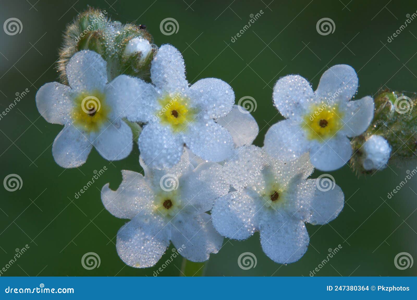 Fragrant Popcorn Flower stock photo. Image of states - 247380364
