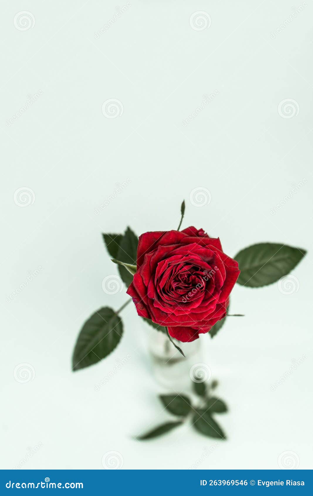Fragrant Red Rose with Leaves. Stock Photo - Image of celebration, girl ...