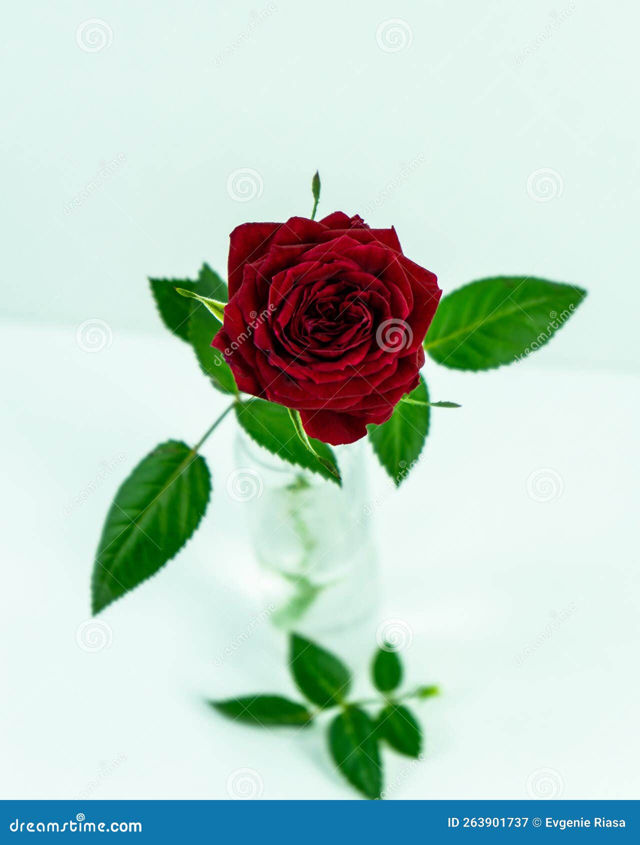 Fragrant Red Rose with Leaves. Stock Image - Image of blossom, bouquet ...