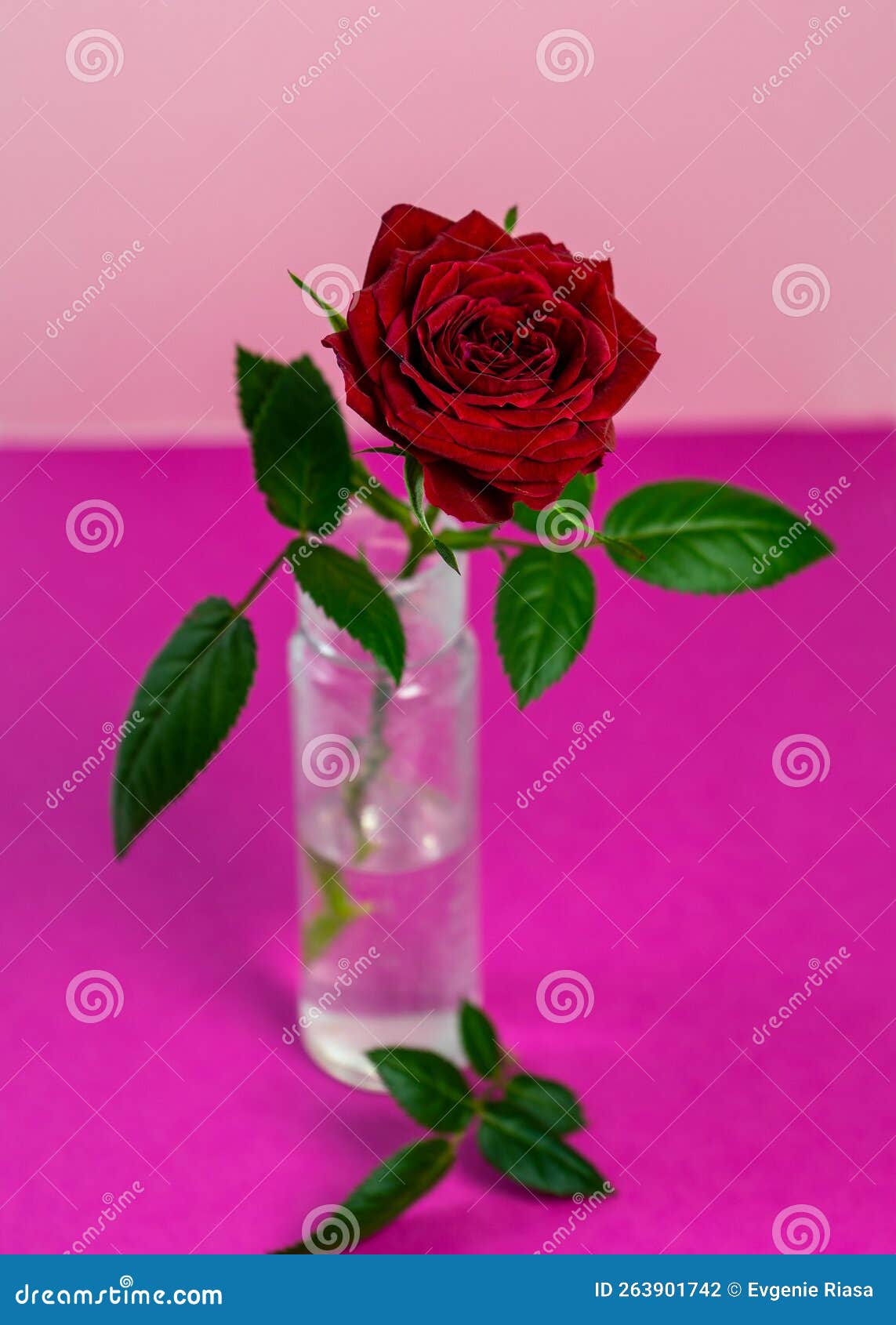 Fragrant Red Rose with Leaves. Stock Photo - Image of leaf, nature ...