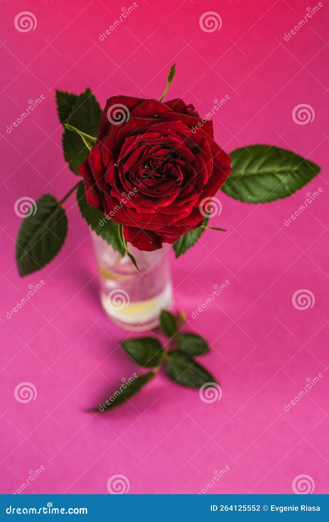 Fragrant Red Rose with Leaves. Stock Photo - Image of indoors, color ...
